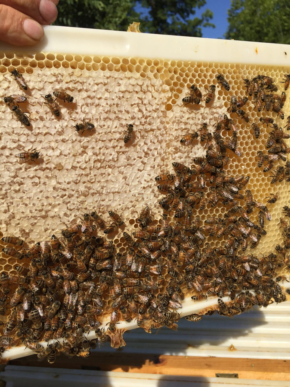 Our Farms – Buzzing Golden Nectar